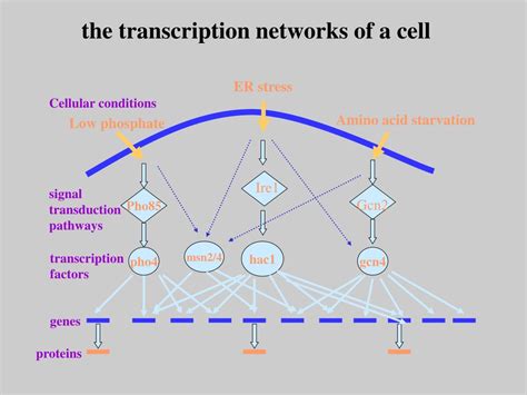 Ppt Yeast Transcription Networks Structure Dynamics And Evolution Powerpoint Presentation