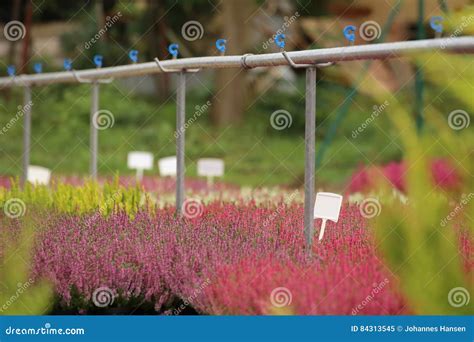 Garden Plant Plantation With Irrigation System Stock Image Image Of Green Plantation 84313545