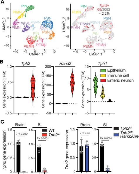 Figure 1 From Enteric Serotonergic Neurons Remodel Dendritic Cell Function To Facilitate Iga B