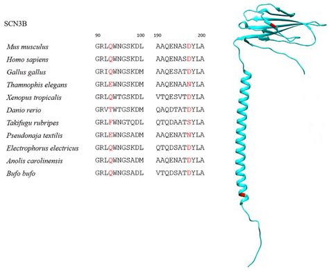 IJMS Free Full Text Sodium Channel β SubunitsAn Additional Element
