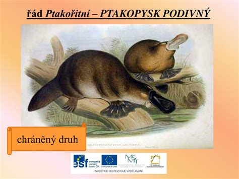 Ppt Vejcorodí řád PtakoŘitnÍ Powerpoint Presentation Free Download