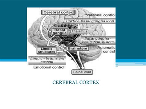 Neural Control Of Locomotion Pptx Brain And Nervous System