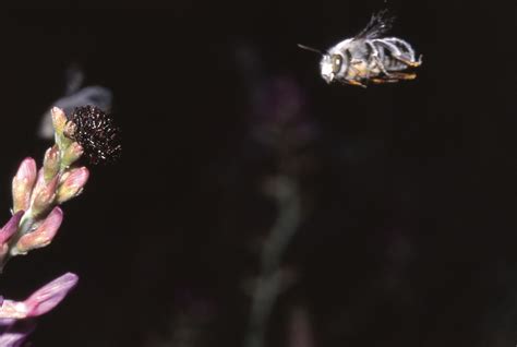 A Case Of Sex And Deception The Aggie