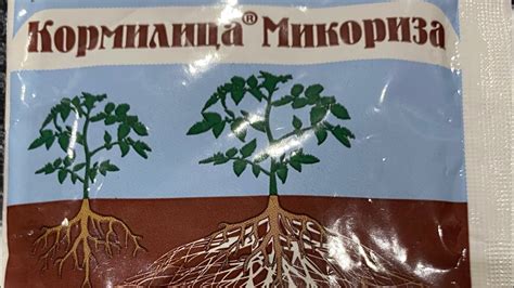 Заселение микоризы и немного о сроках посева семян на рассаду - YouTube
