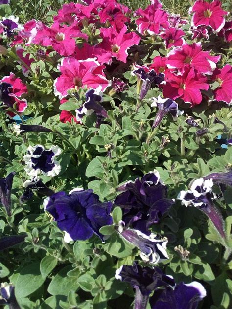 Самые эффектные сорта кустовой петунии Что мы выращиваем на продажу Цветочное хозяйство Дзен