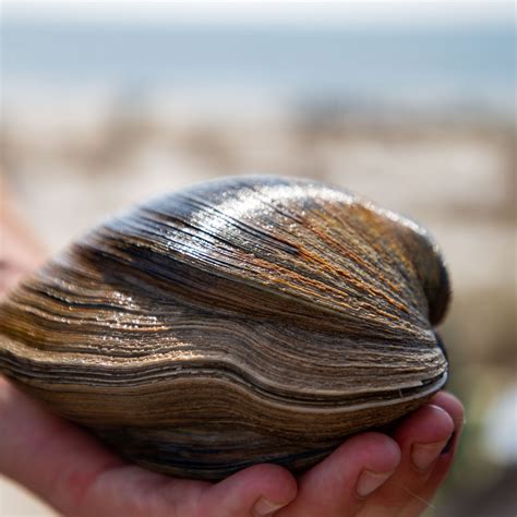 Live Clam In Ocean