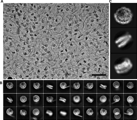 Phase Plate Cryo Em Analysis Of The Cenp A Ncp A A Representative