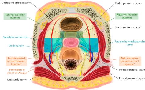 Parametrium