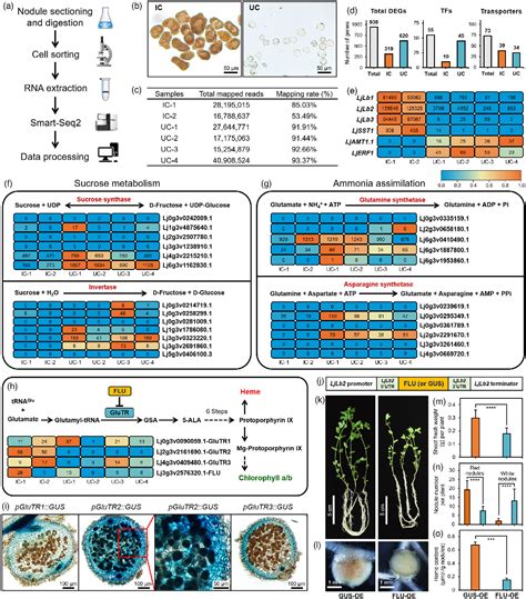 Figure 1 From Single Cell‐type Transcriptome Profiling Reveals Genes
