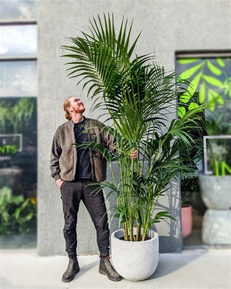 Fejka Artificial Potted Plant Indoor Outdoor Kentia Palm At Leo Mclucas