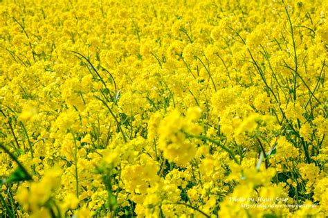 부안 수성당 유채꽃 환상적이에요 네이버 블로그
