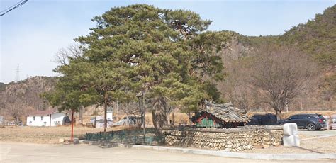 산불 피하자 천연기념물 울진 행곡리 처진소나무 종자 영구보존