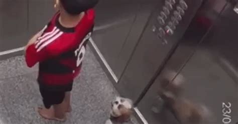 Chó cưng bị dây xích xiết cổ trong thang máy bé trai có hành động nhanh trí cứu sống con vật