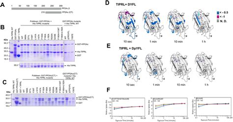 Validation Of The Pp2a C Terminus Binding Site On Tiprl By Download Scientific Diagram