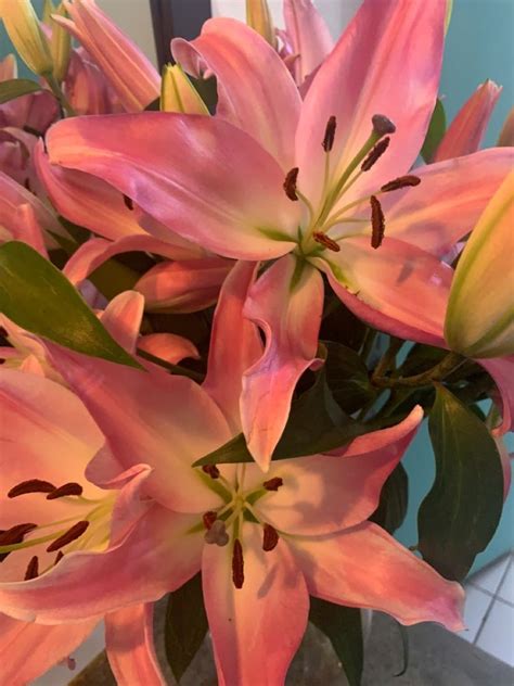 Pink Lilies Flower Therapy And Aesthetic