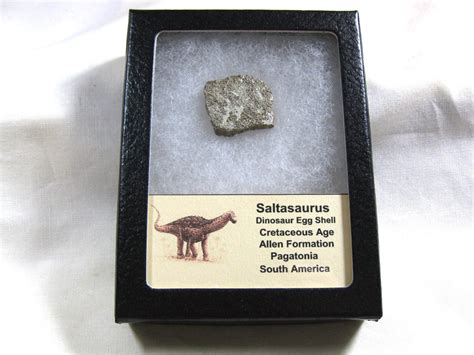 Sm Cretaceous Saltasaurus Dinosaur Egg Shell 5  For Sale