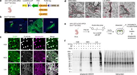Cell Type And Subcellular Compartment Specific Apex2 Proximity Labeling Reveals Activity