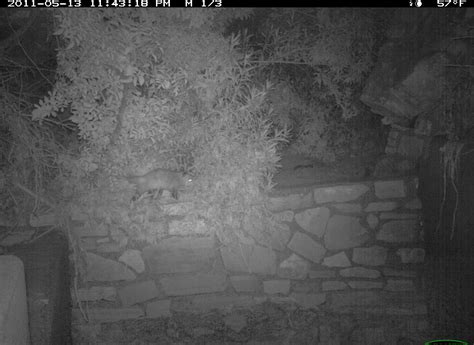 Problem Training On Custom Dataset · Issue 4053 · Open Mmlabmmdetection · Github