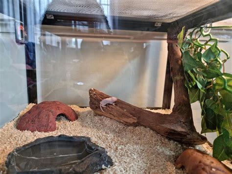 Help New Rough Scaled Python Wont Eat Rsnakes