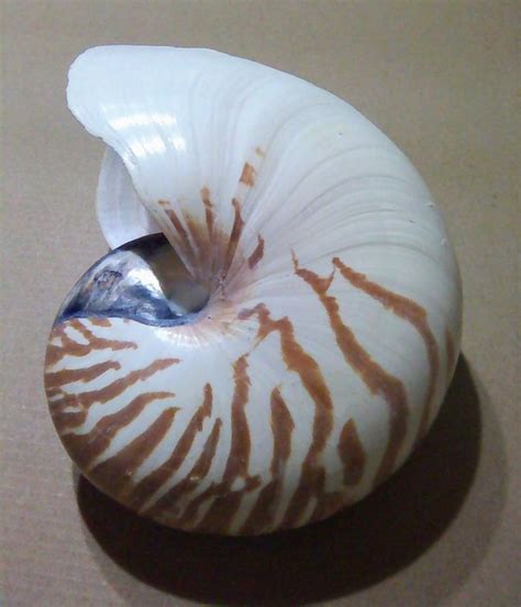 Bellybutton Nautilus Sea Shell Nautilus Macromphalus Catawiki
