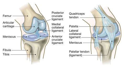 Knee Anatomy Ligaments Knee Anatomy Knee Xpert Knee Treatment In