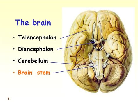 Brain Stem Word文档在线阅读与下载 无忧文档