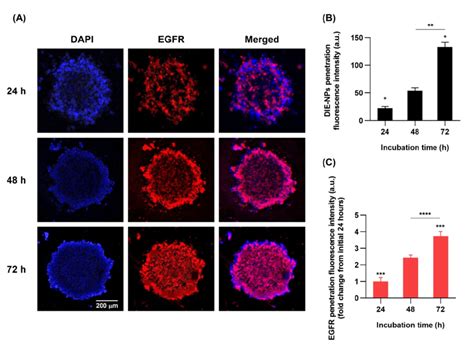 Die Nps Penetration In A Three Dimensional 3d Human Mg 63 Tumor Download Scientific Diagram
