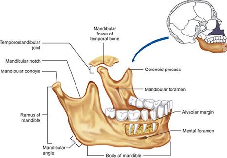 Mandible Bone Anatomy Diagram