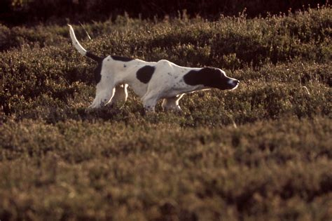 michael freeman photography pointer pointing