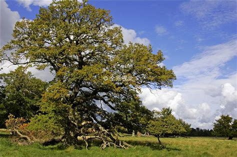 栎树和橡树的区别图片 栎树和橡树的区别 文秘苑图库