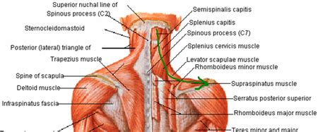 Neck Muscles Base Of Skull