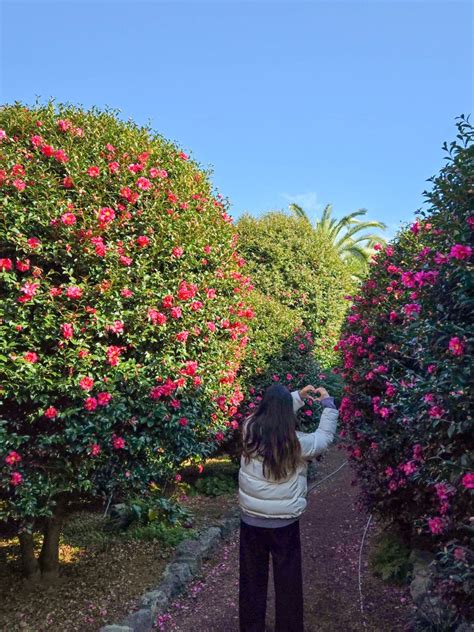 12월 제주도 여행 동백꽃 명소 제주 동백수목원 개화시기 실시간 현황