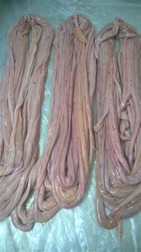 Pork Small Casingukraine Price Supplier 21food