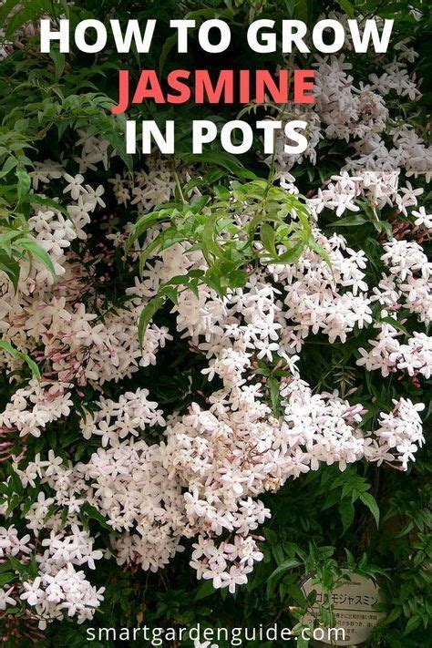 How To Grow Jasmine Indoors Read My Complete Guide To Jasmine Plant Care At Smartgardenguide