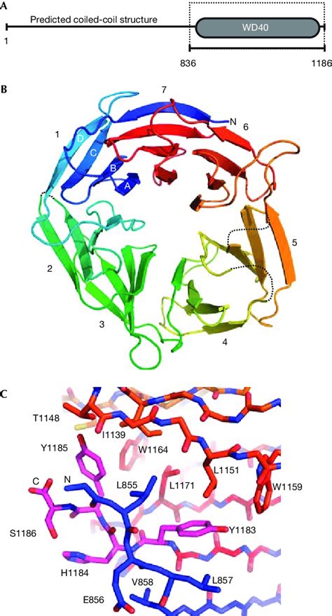 Structure Of The Palb2 Carboxy Terminal Domain A Bioinformatics