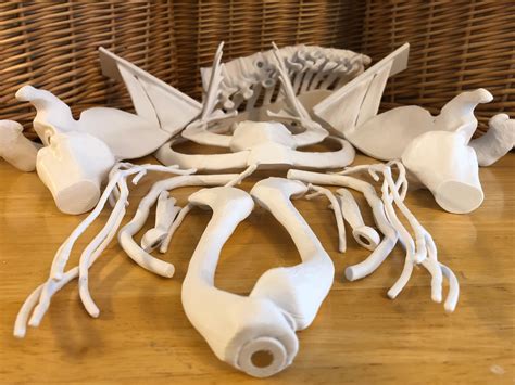 Make Of 16 Piece Full Size Brachial Plexus Model By Mhsd2w4dgc