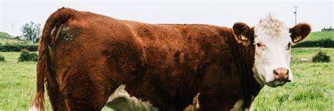 Why Methane Matters My Job Depends On Ag Magazine
