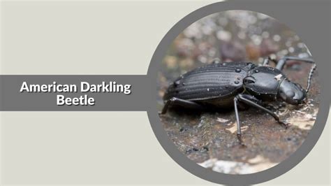 23 Types Of Darkling Beetle Identification With Pictures