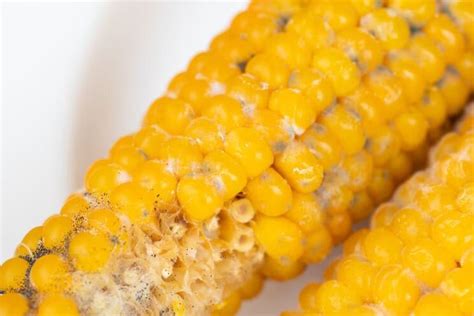 تغییرات اقلیمی، عامل گسترش قارچ‌های بیماری‌زا در انسان ایسنا