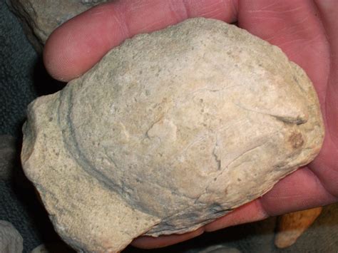 Clam Shell Fossil Id The Fossil Forum