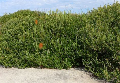 Australian Native Small Trees Our Top Picks Ultimate Backyard