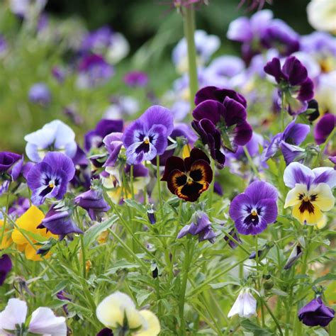 10 Plantas De Flores Moradas Fáciles De Cuidar Para Alegrar Tu Jardín O