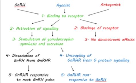 Hypothalamicpituitarygonadal Axis I Flashcards Quizlet