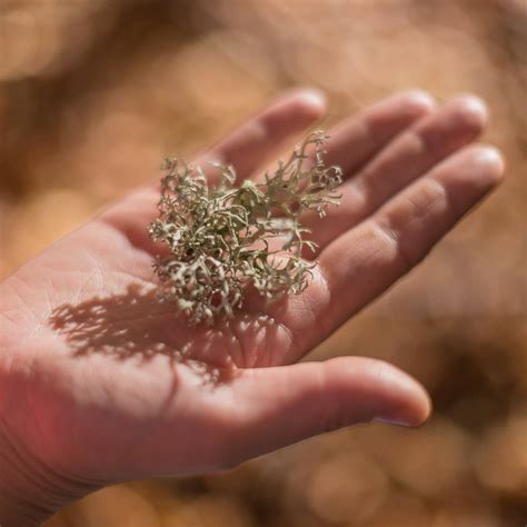 Lavandula Reuses Agro Food By Products To Provide Added Value For Cosmetics European Circular