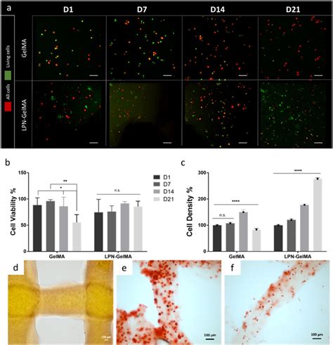 Cell Viability Proliferation And Osteogenic Capacity Of Hbmsc Laden Download Scientific