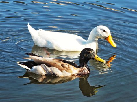 Swan And Duck PixaHive