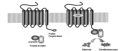 schematic outline of pathhunter™ enzyme fragment complementation efc