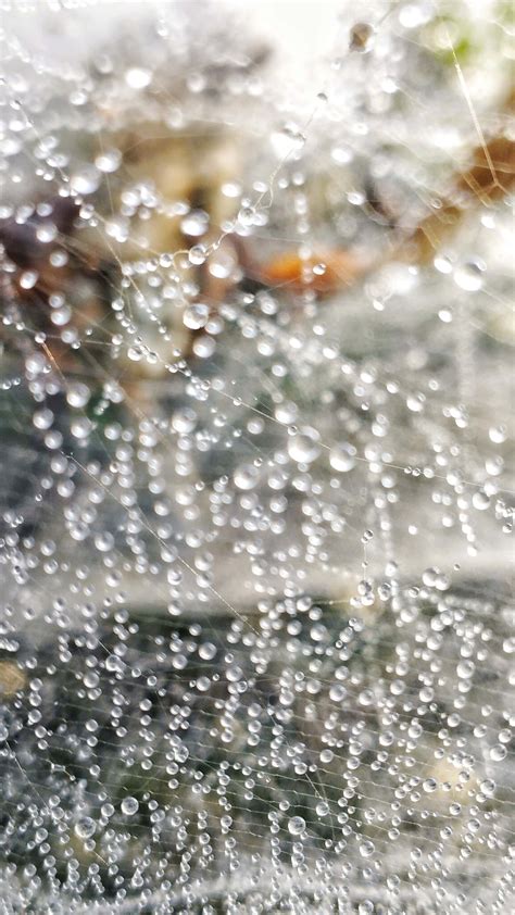 무료 사진 거미줄에 응축된 빛나는 이슬 물방울