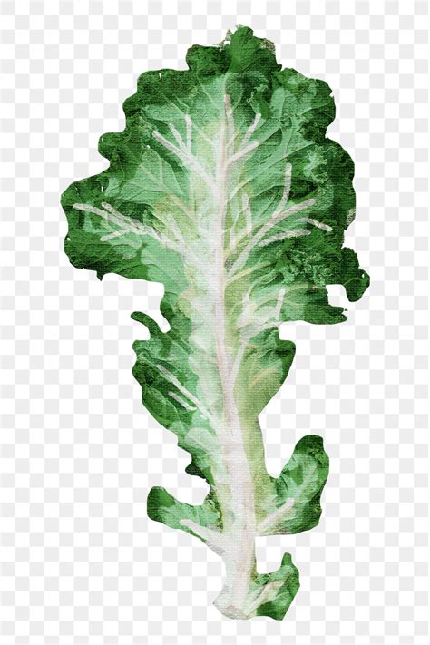 Vegetable Leave Images Free Photos Png Stickers Wallpapers
