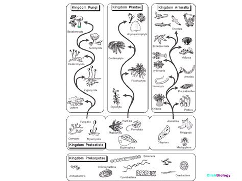 Classification And Keys Ppt Classification And Keys Ppt